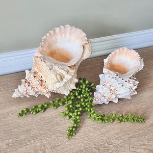 Large Conch Shell Set of Two Beach Home Decor, Beach Theme Weddding ...