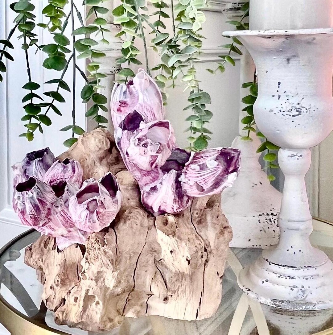 Driftwood Pink Barnacles Coastal Room Recor, Unique Beach Table Center ...