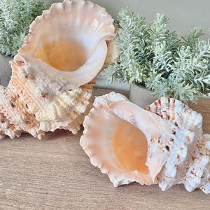 Large Conch Shell Set of Two Beach Home Decor, Beach Theme Weddding ...