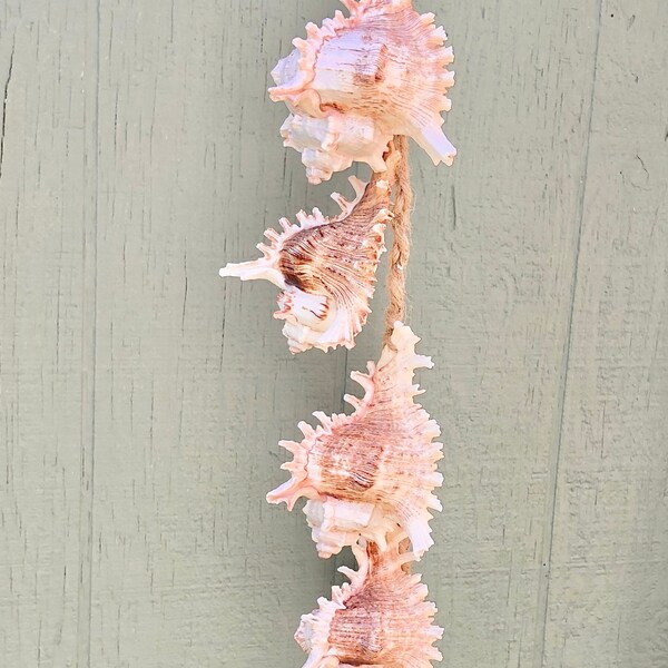 Shell Wall Decor - Etsy