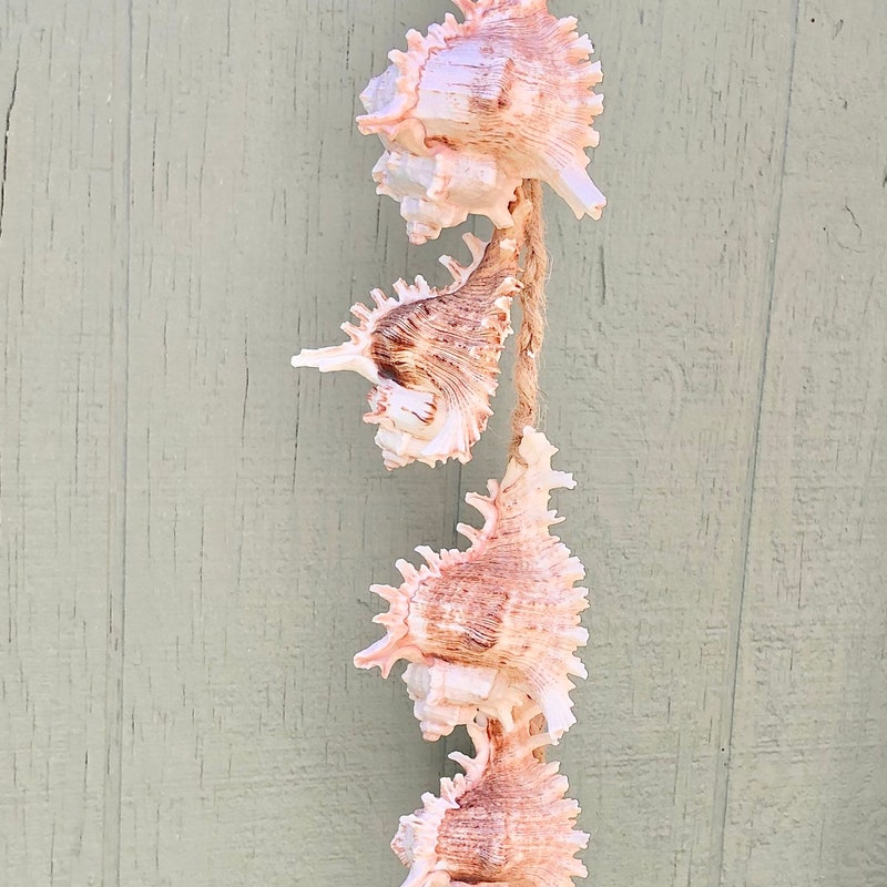 Large Seashell Wall Art - Etsy