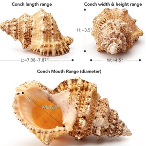 Large Conch Shell Set of Two Beach Home Decor, Beach Theme Weddding ...