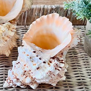 Large Conch Shell Set of Two Beach Home Decor, Beach Theme Weddding ...