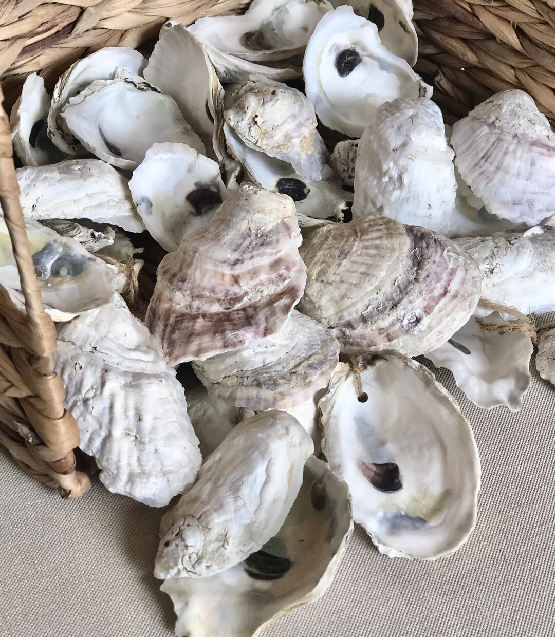 Oyster Shell, Oyster Shell Crafts, Drilled Oyster Shells, Bulk Craft ...