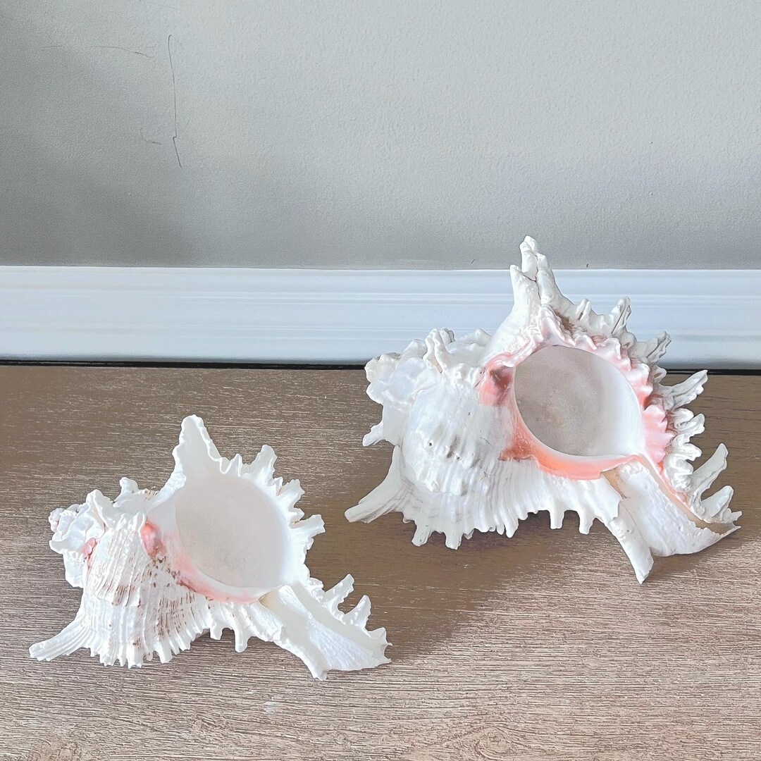 Beach Home Decor Large Conch Shell Set of Two, Coastal Home Decor Large ...