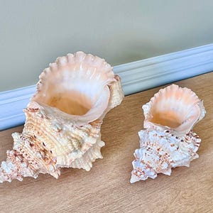 Large Conch Shell Set of Two Beach Home Decor, Beach Theme Weddding ...