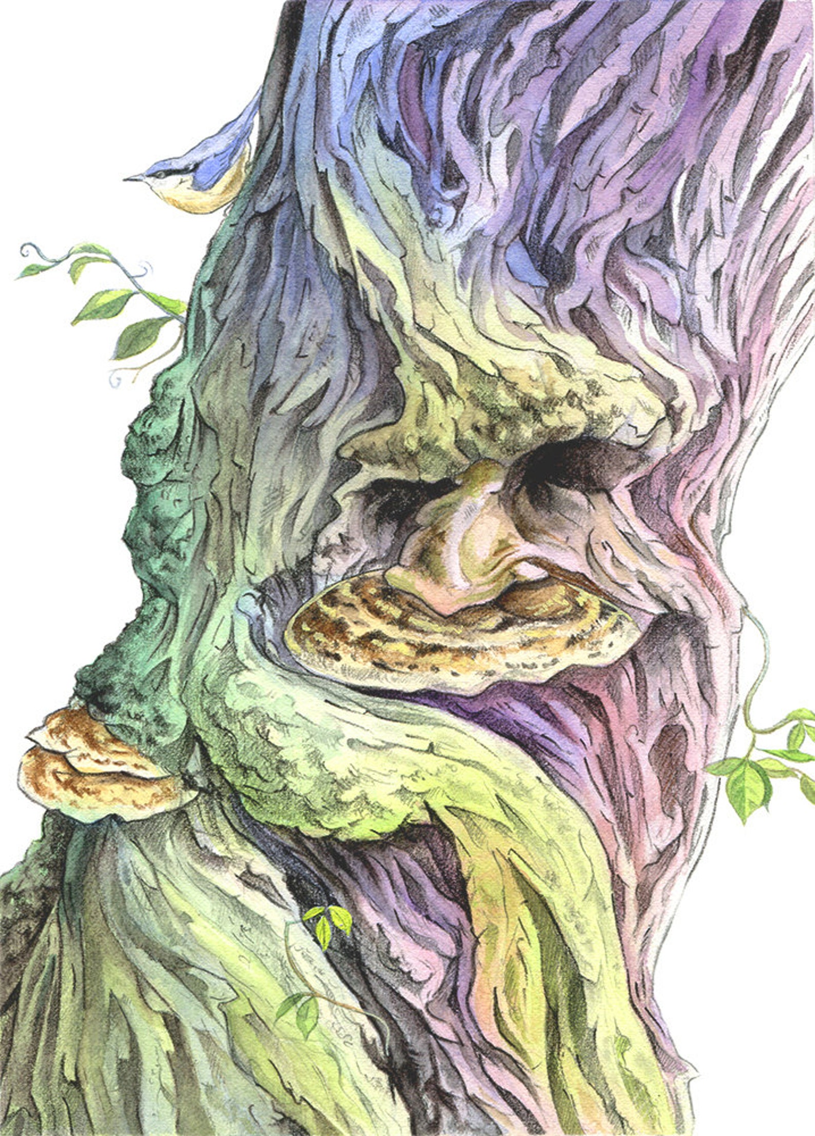 Gnarly Old Chestnut Tree Character Illustration, Print 7 X 5 Inches ...