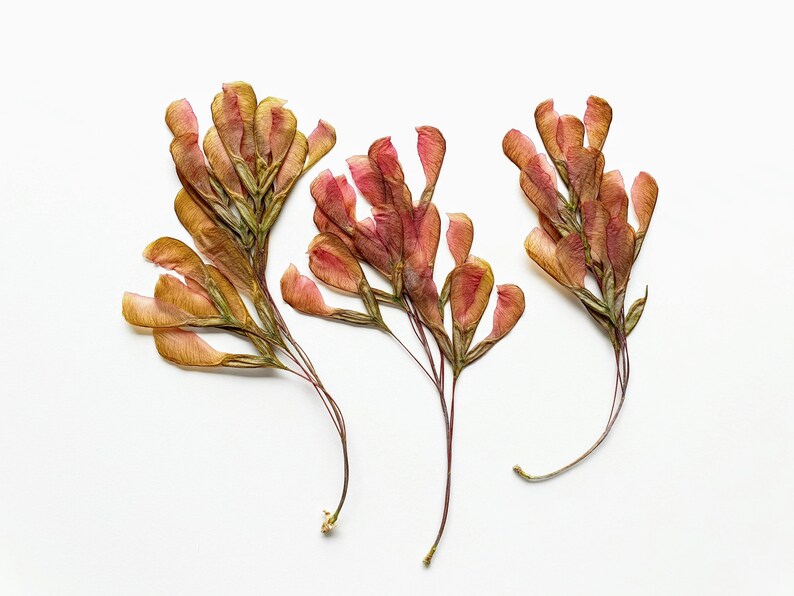 Manitoba Maple Seeds.pressed, Light Red . Lot of 25. Floral Material ...