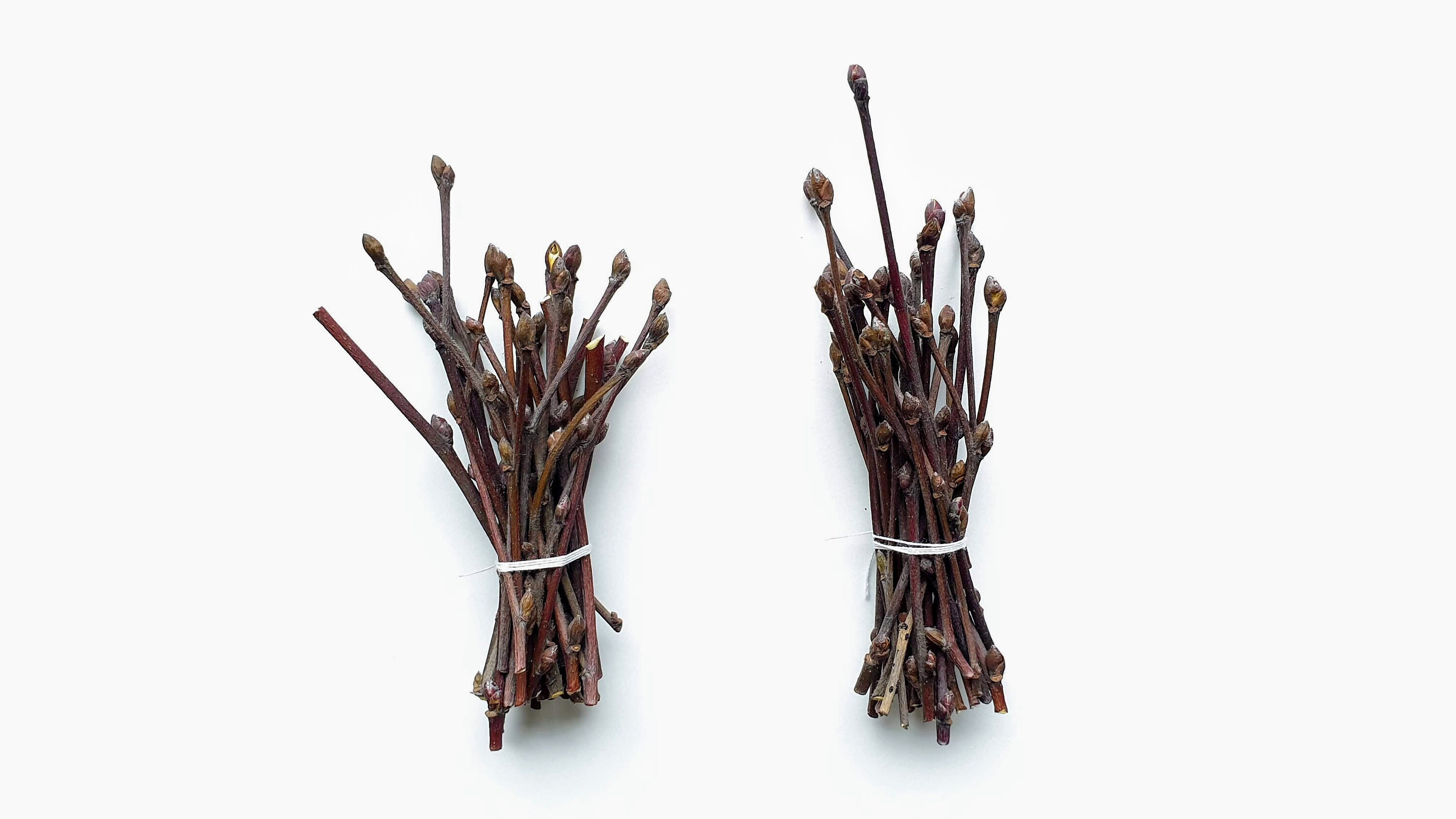 Linden Small Tree Twigs 4"- 5". Lot of 25 Units. Botanical,florist ...