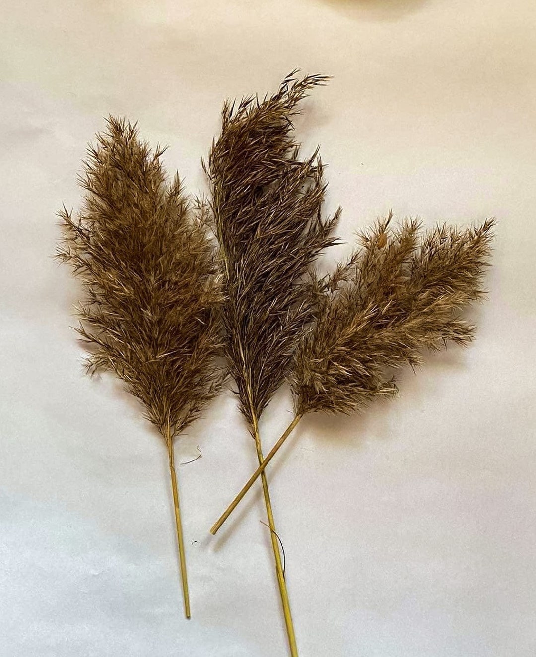 Reed Head (top). Real, Dried Bouquets of Reed. Botanical Material for ...