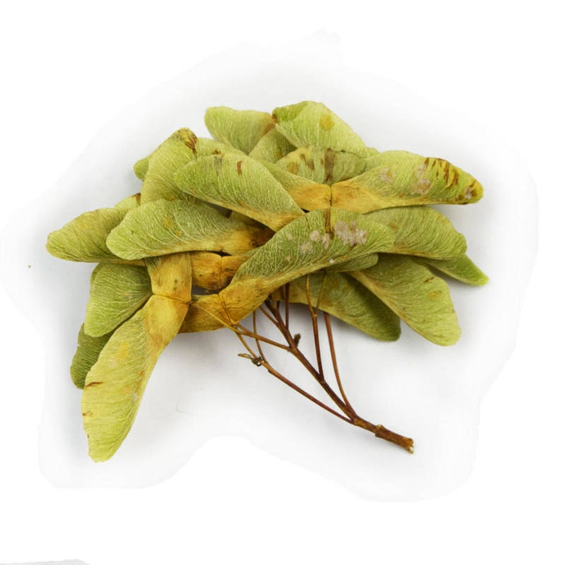 Helicopter Seed - Etsy