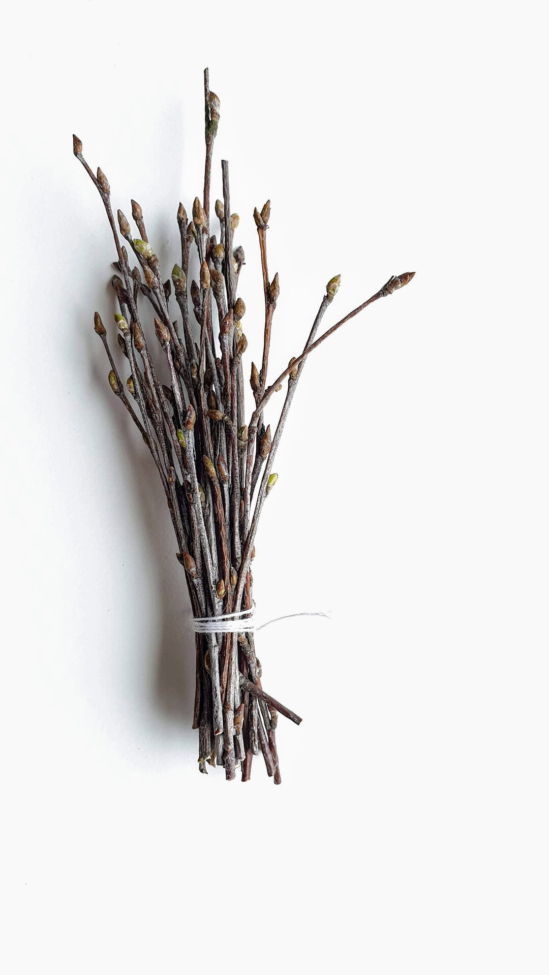 Birch Small Tree Twigs 4"- 5". Lot of 25 Units. Botanical,florist ...