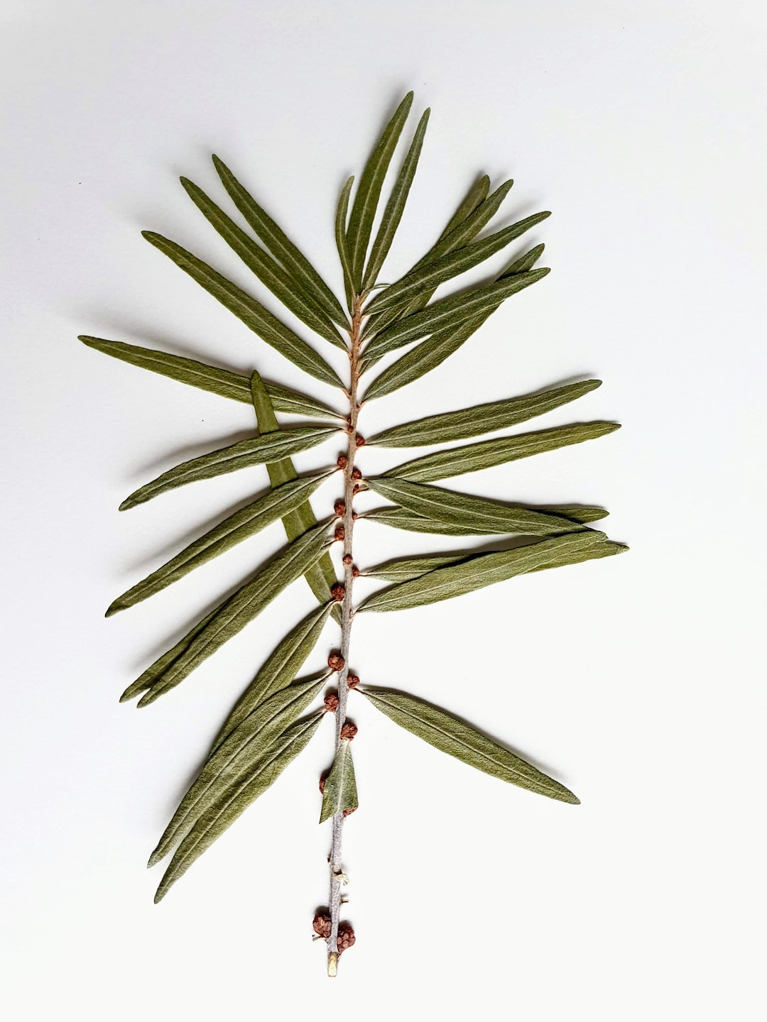 Sea Buck Thorn. 25 Units of Natural Dried Pressed Green Sea Buck Thorn ...