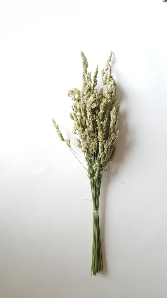Bent Bentgrass. Real Dried Bouquets of Bentgrasses. | Etsy