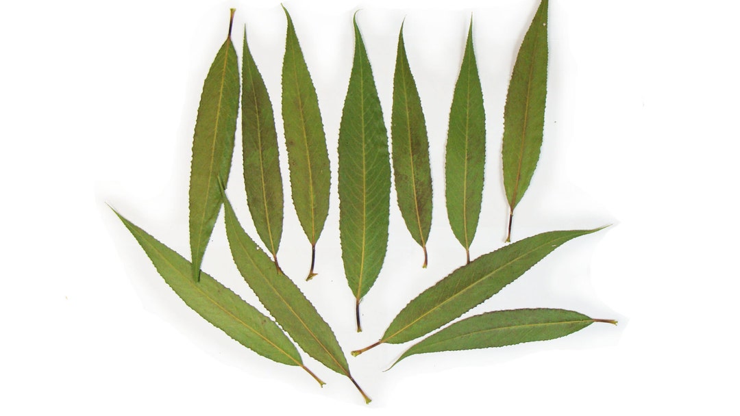 Common Osier. Real Dried Pressed Leaves of Common Osier, 10-14cm, 4-5.5 ...