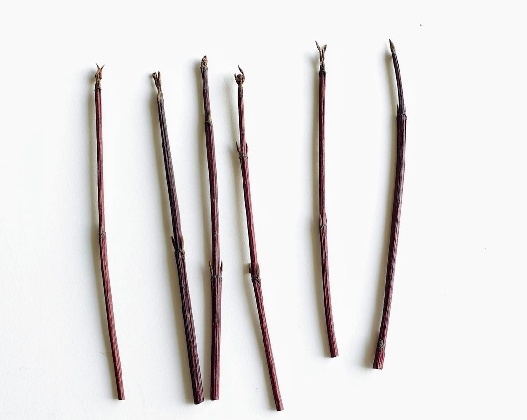 Twigs. Thin Red Twigs 6" (15cm) Long. Lot of 25 Units. Botanical ...