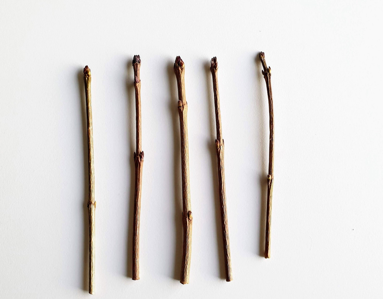 Maple Tree Twigs 6 Long. Lot of 25 Units. Botanical,florist Material ...