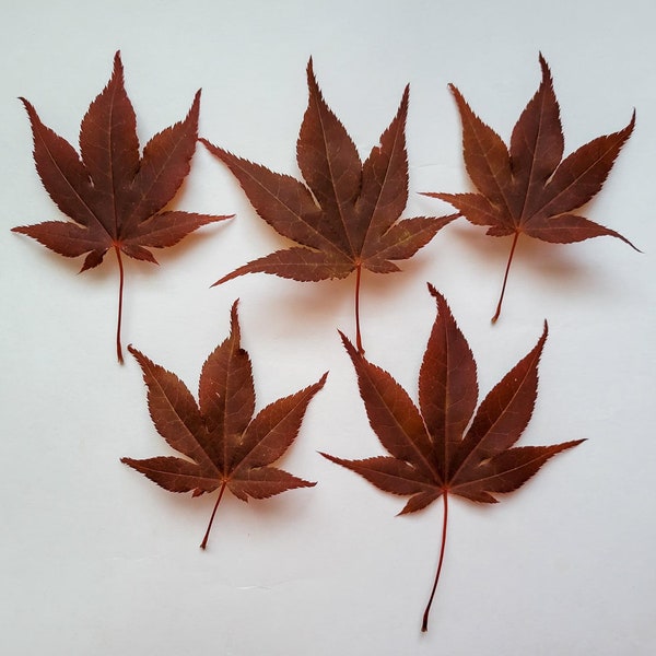 Real Maple Leaf - Etsy