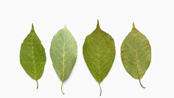 Sallow Leaves. Dried Pressed Real Green Leaves Lot of 25 - Etsy