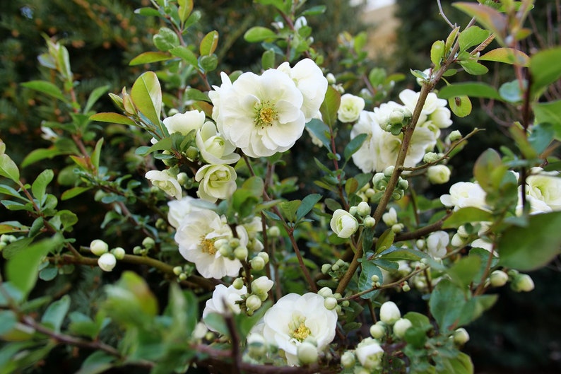 Proven Winners Quince Double Take Eternal White | Chaenomeles Speciosa ...