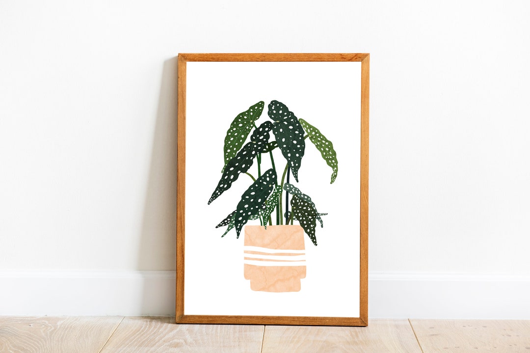 Begonia Wall Art, Houseplant Art Print, Begonia Maculata Illustration ...