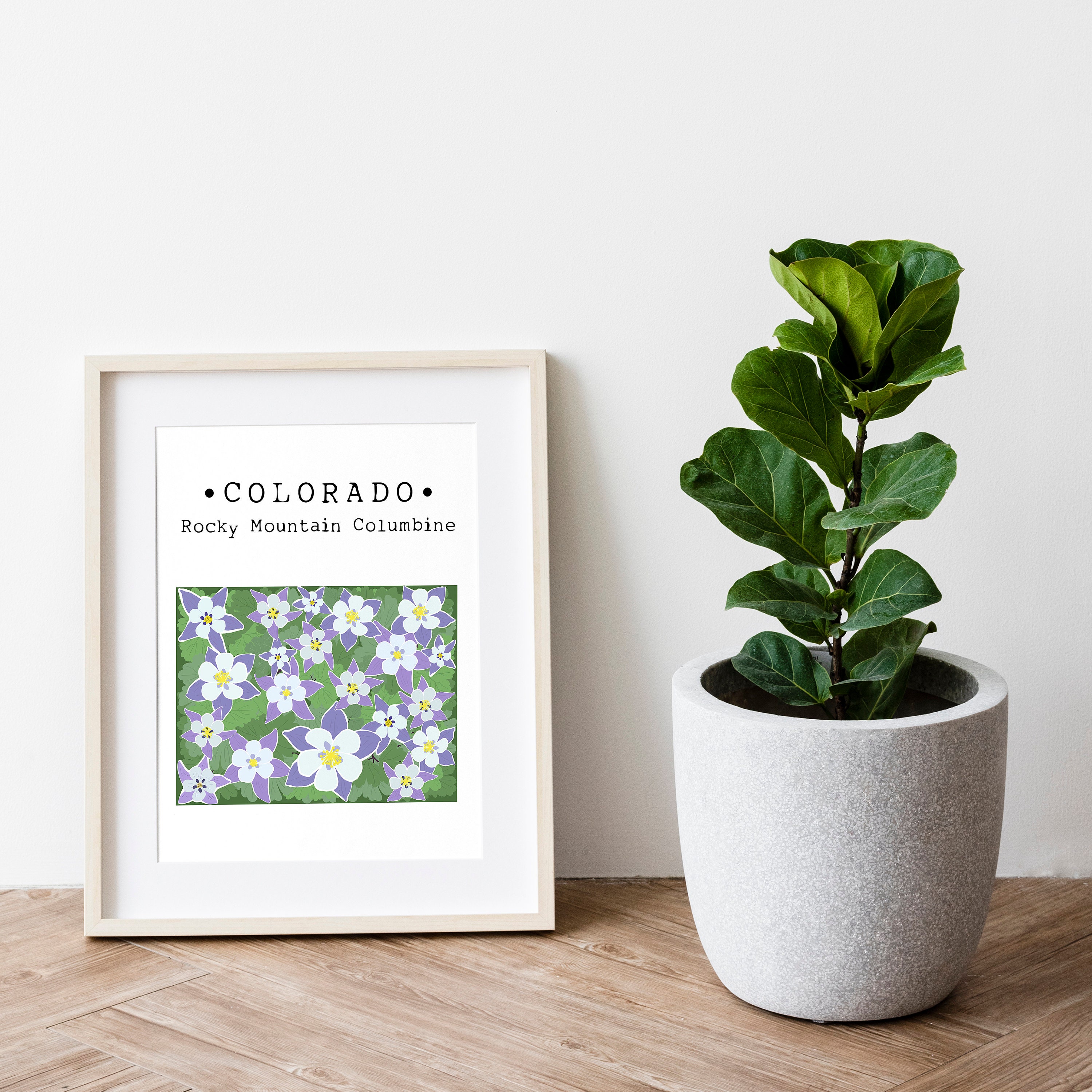 Colorado State Flower Wall Art Colorado Rocky Mountain - Etsy