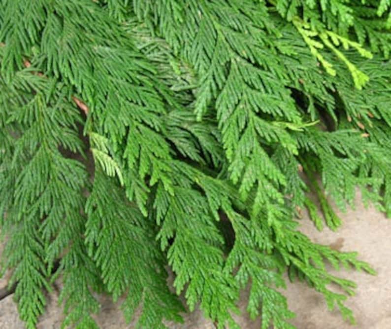 5 Fresh Cedar Boughs for Holiday Decor Wreaths | Etsy