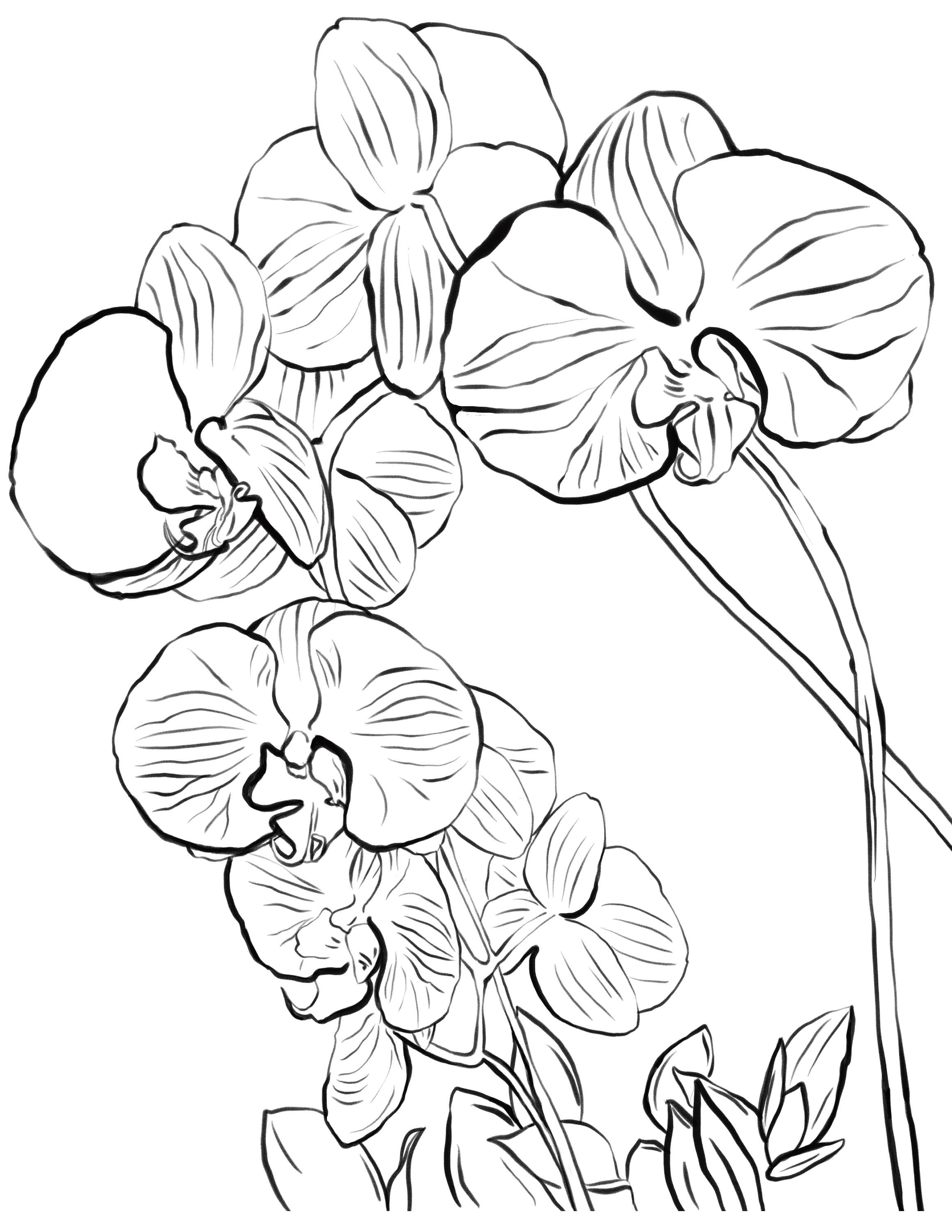 Coloring Orchid Bunga Anggrek Sketsa Printable Gambar Flowers ...