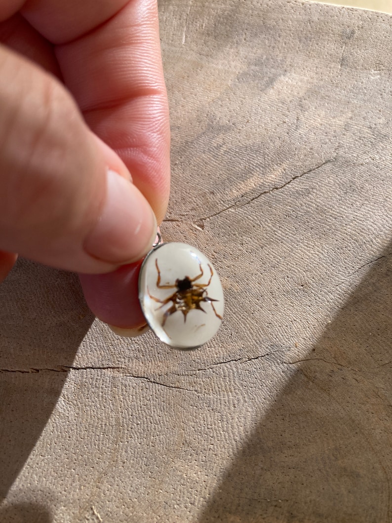 Real Scorpion Beetle Ant Spider Pendant Necklace Stainless Steel ...