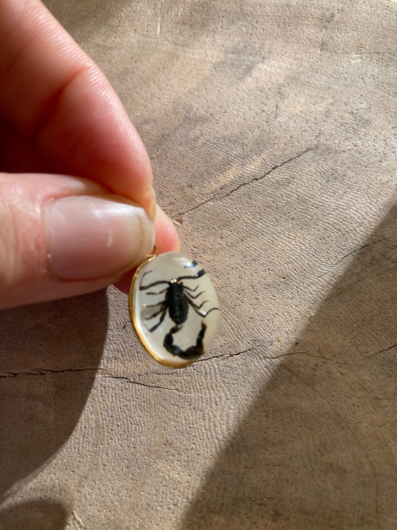 Real Scorpion Beetle Ant Spider Pendant Necklace Stainless Steel ...