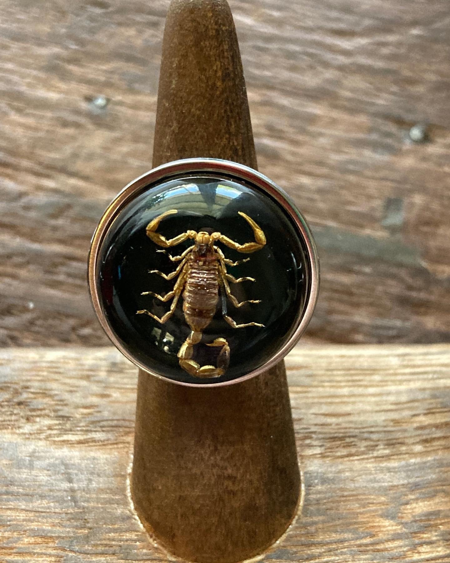 Real Scorpion Spider Beetle in Resin Ring Stainless Steel Adjustable ...