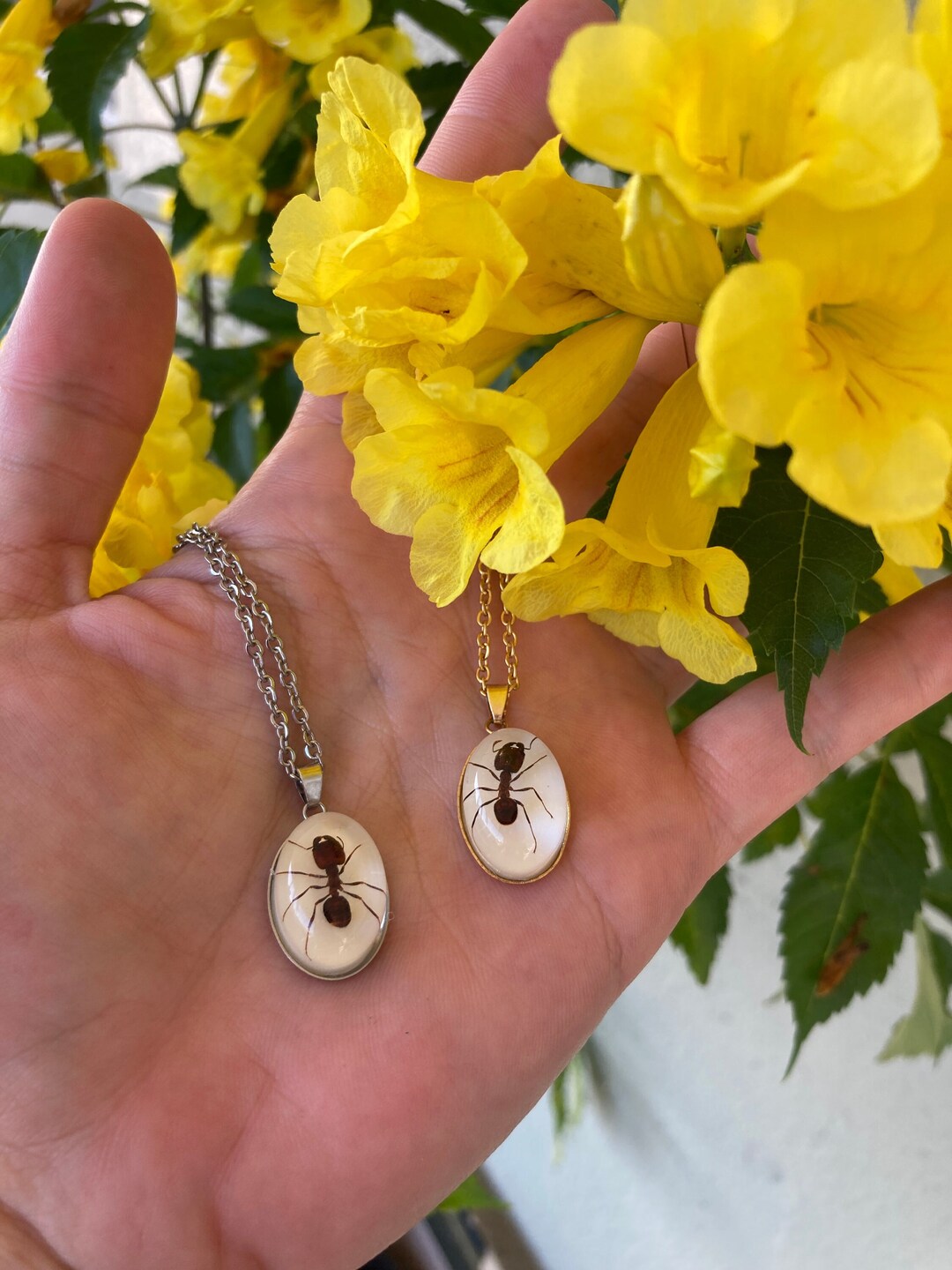 Real Ant Pendant Necklace Real Preserved Carpenter Ant in Resin on ...