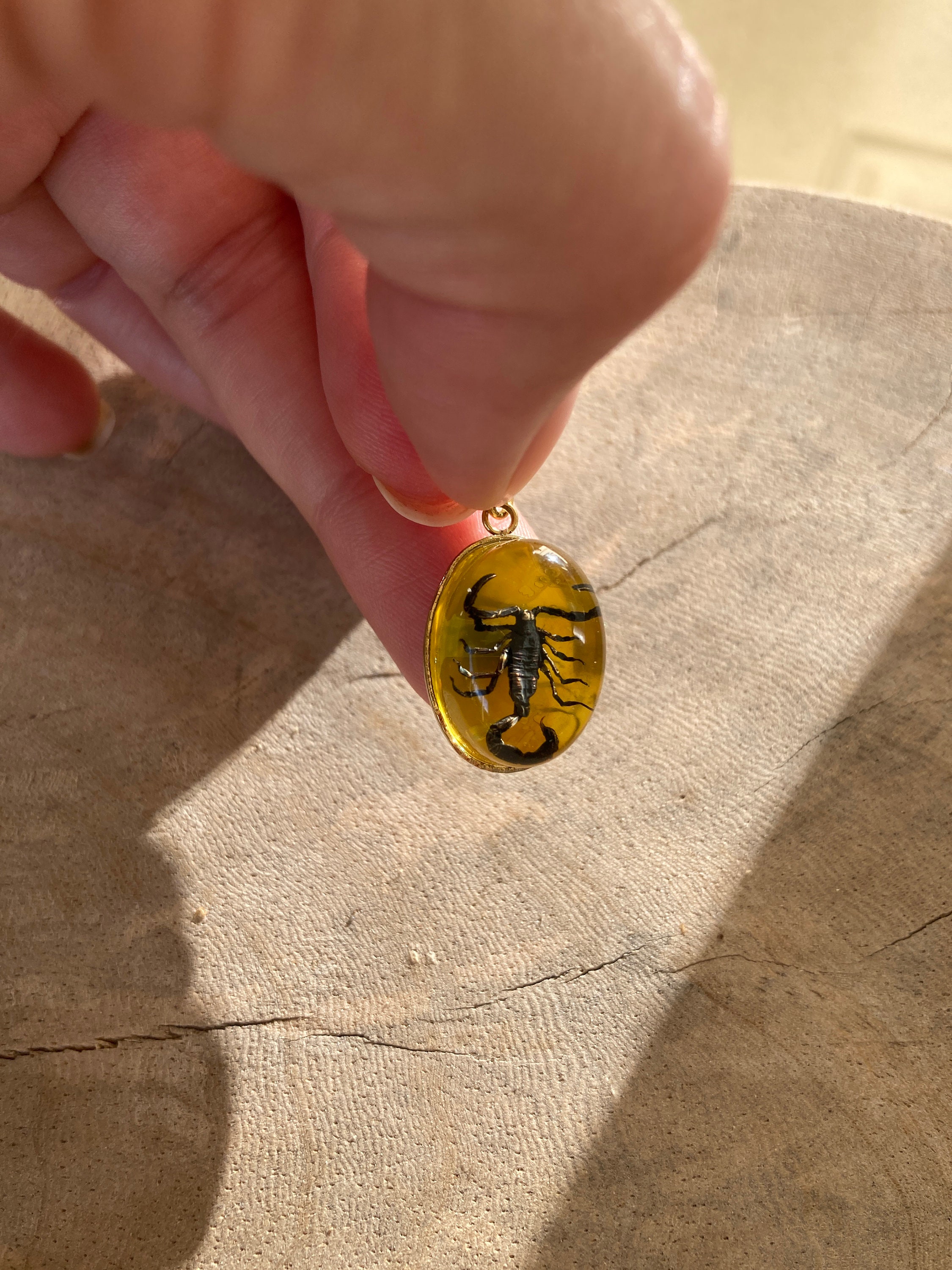 Real Scorpion Beetle Ant Spider Pendant Necklace Stainless Steel ...