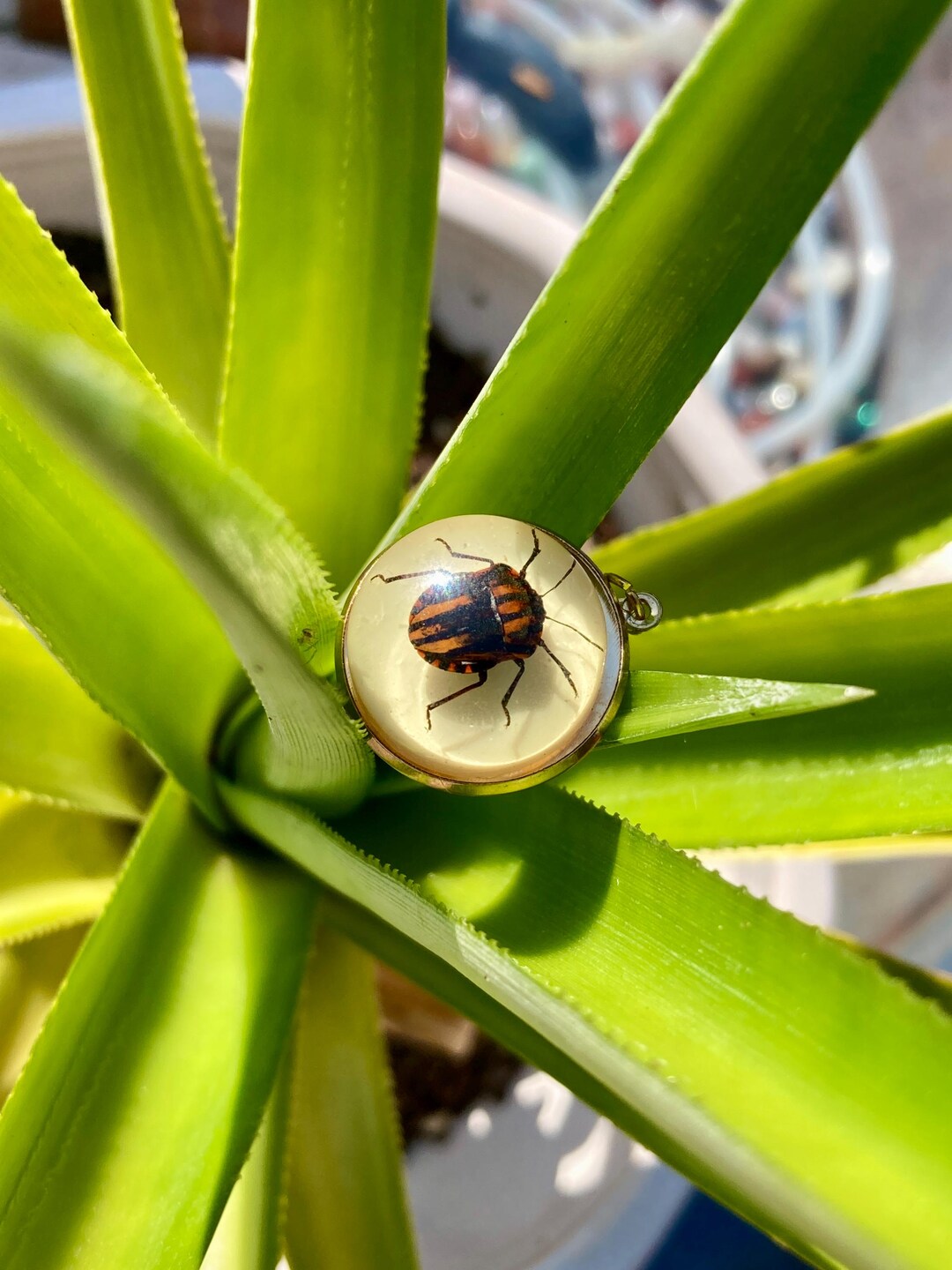 Real Striped Stink Beetle in Resin Necklace Insect in Resin Taxidermy ...
