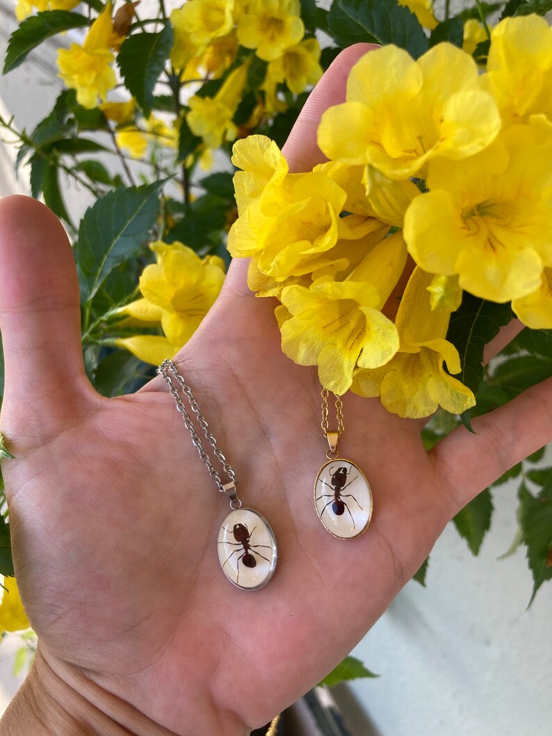 Real Ant Pendant Necklace Real Preserved Carpenter Ant in Resin on ...