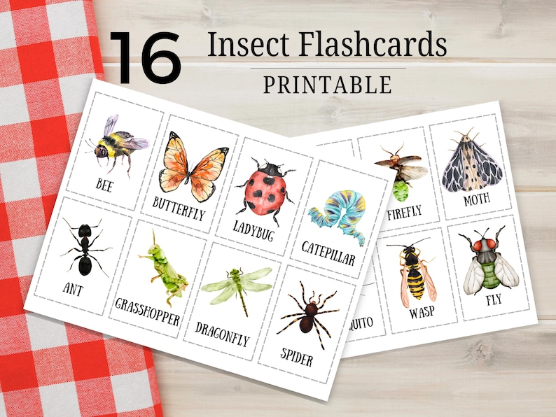 Tarjetas de insectos imprimibles: Tarjetas educativas de naturaleza ...