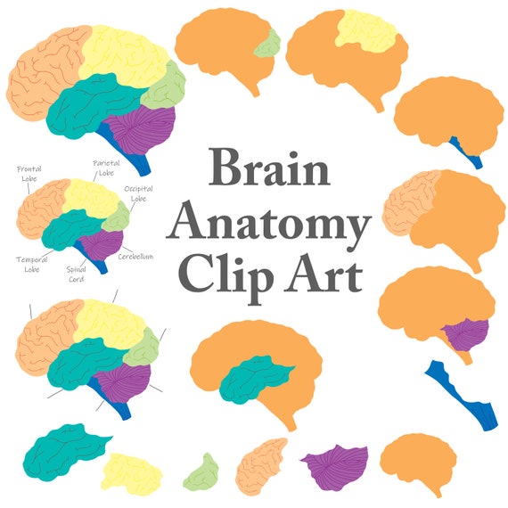 Simple Brain Diagram