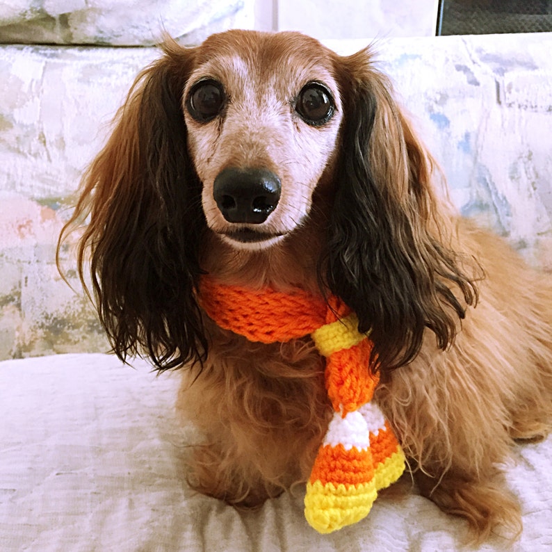 Dog Scarf, Dog Collar, Halloween Candy Corn Dog Bandana, Crocheted ...