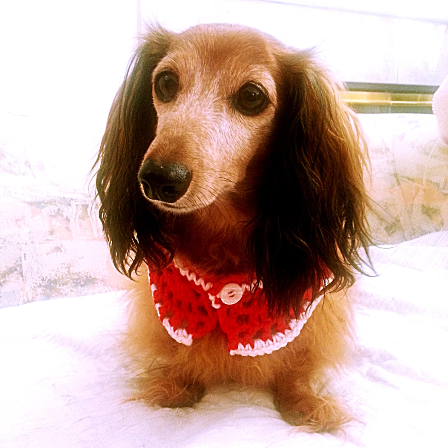 Dog Scarf, Christmas Dog Collar, Dog Bandana, Dog Cowl, Crocheted Scarf ...
