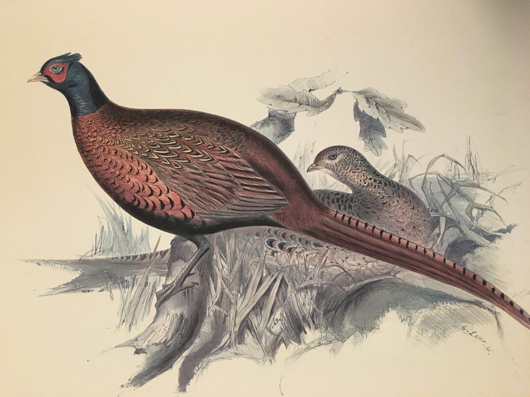 Print - Common Pheasant - Edward Lear - Etsy