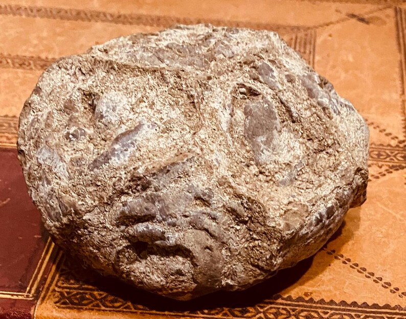 Rock of Many Faces Large Fossil Multiple Embedded Formations Flint ...