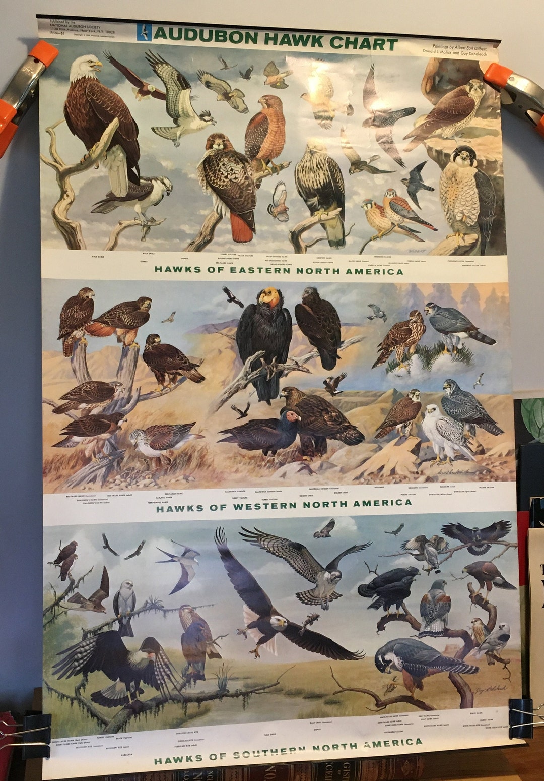 Audubon Hawk Chart - National Audubon Society - 1966 - Vintage - Etsy
