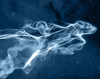 Peter Pettigrew Rat - Etsy