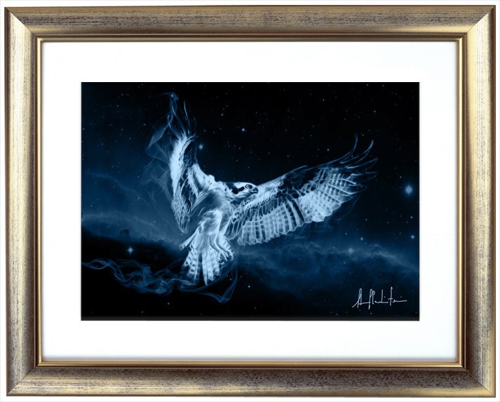 S147: Osprey - Etsy
