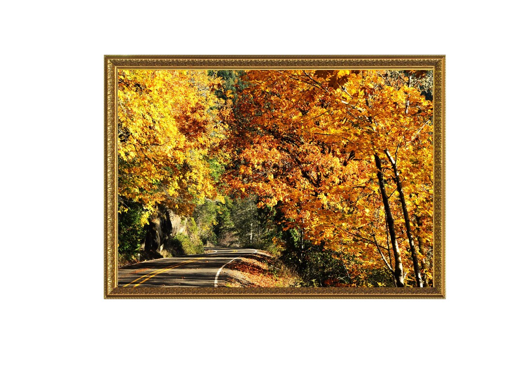 Fall Foliage, Digital Download, Photo, Digital File, Fall, Colors ...