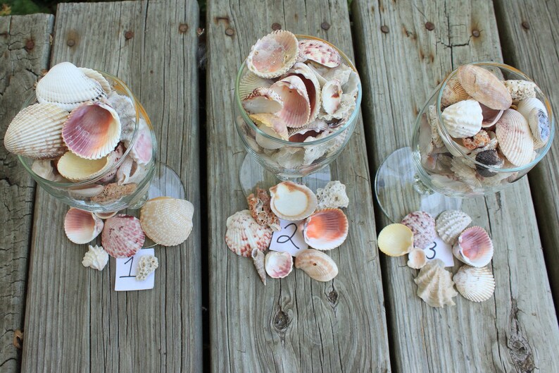 Seashell Mix From Sanibel Island - Etsy