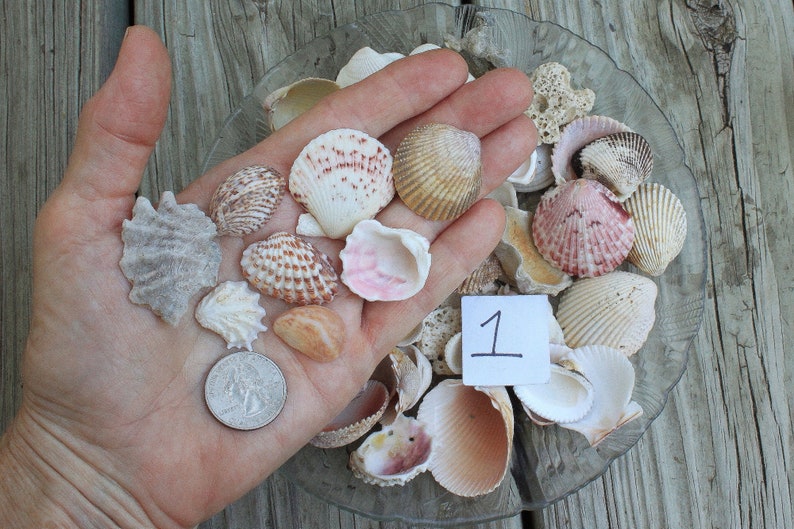 Seashell Mix From Sanibel Island - Etsy