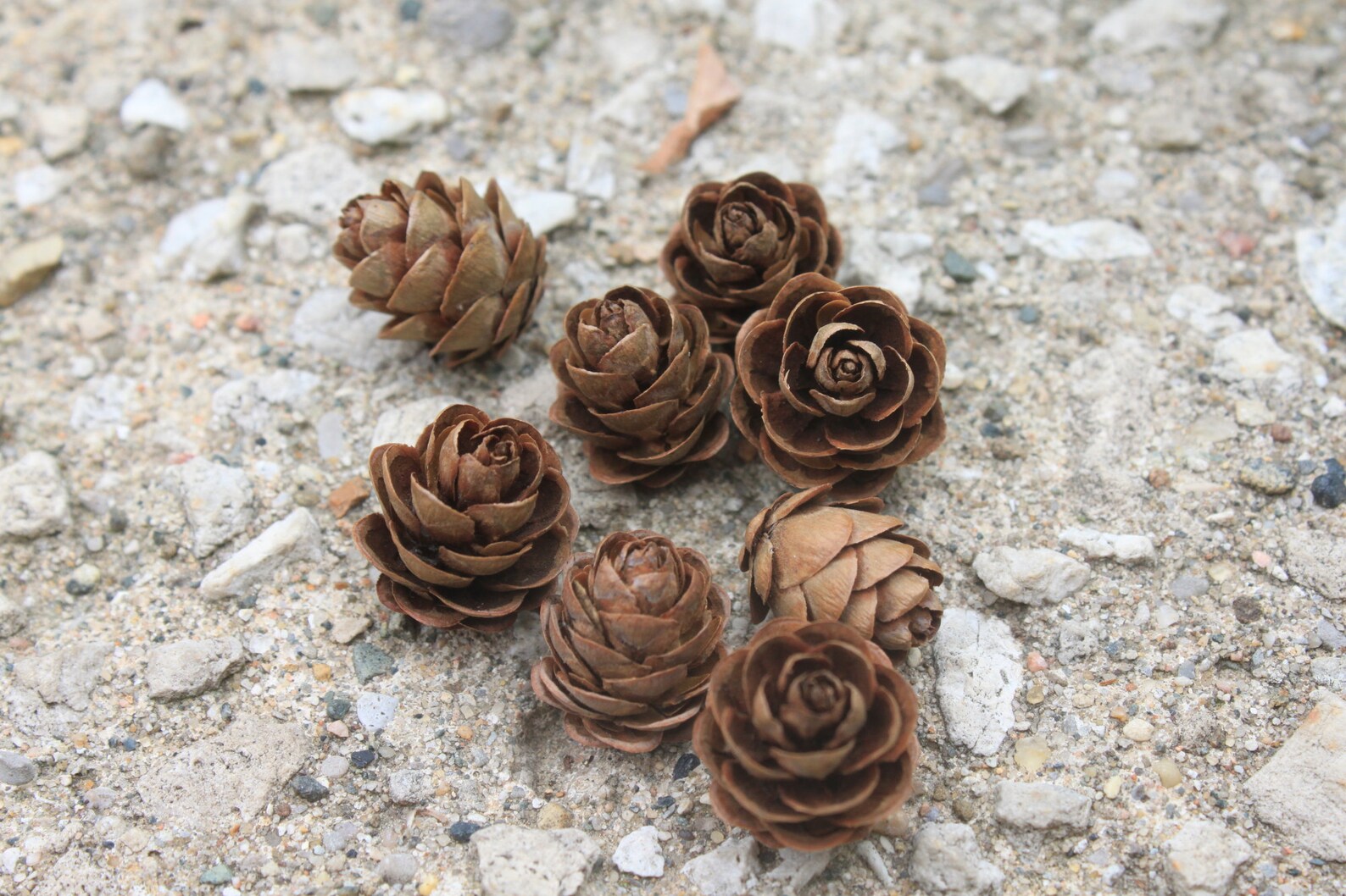 250 Eastern Hemlock Cones | Etsy