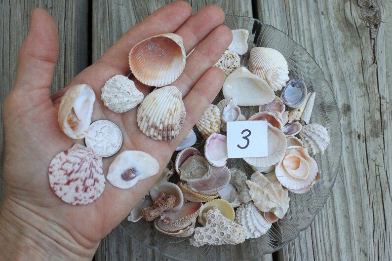 Seashell Mix From Sanibel Island - Etsy