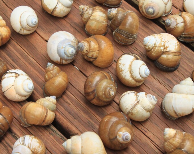 Freshwater Snail Shells - Etsy